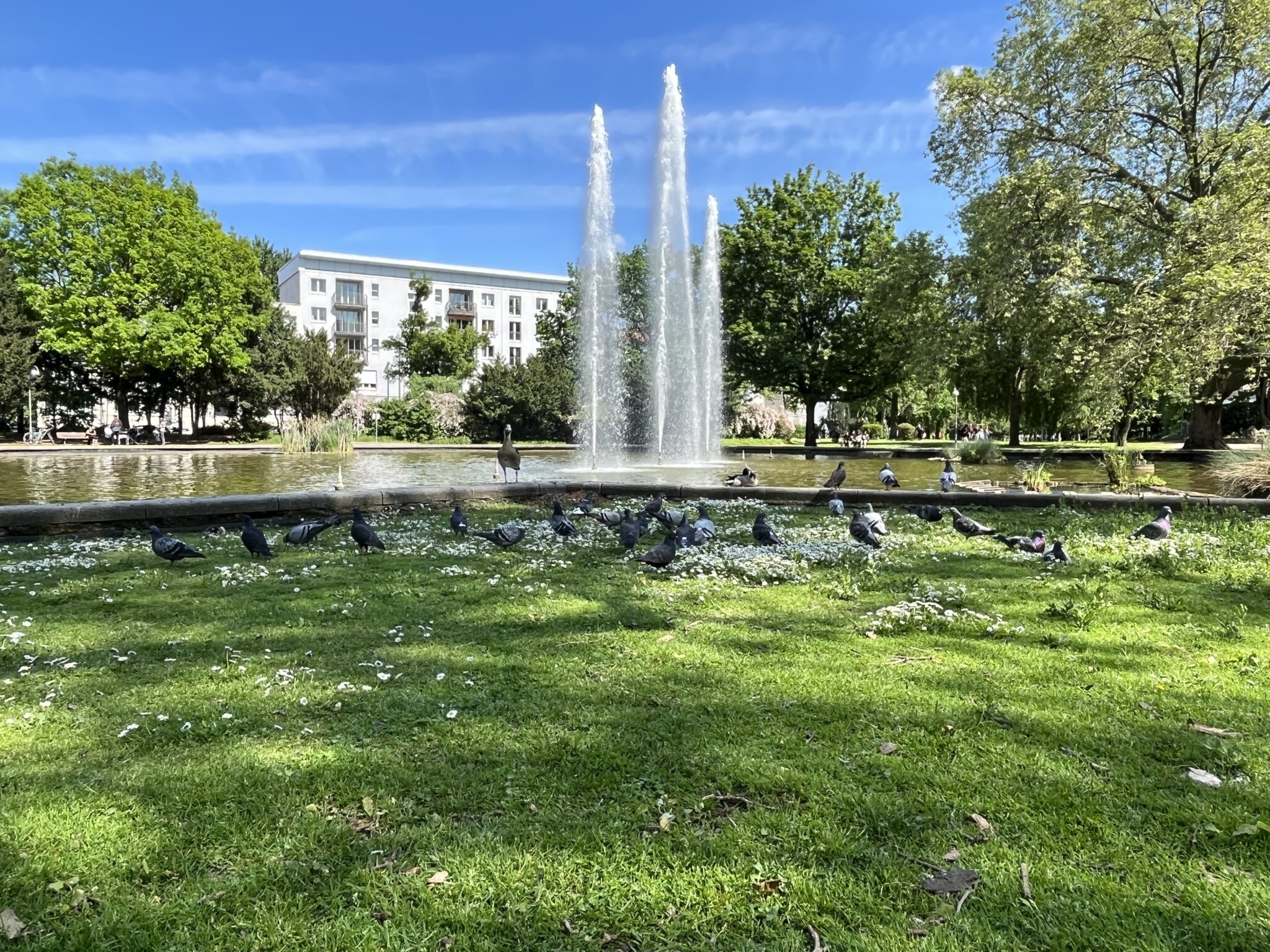 Taube gefunden? – Maintauben Tierschutzprojekt e.V.